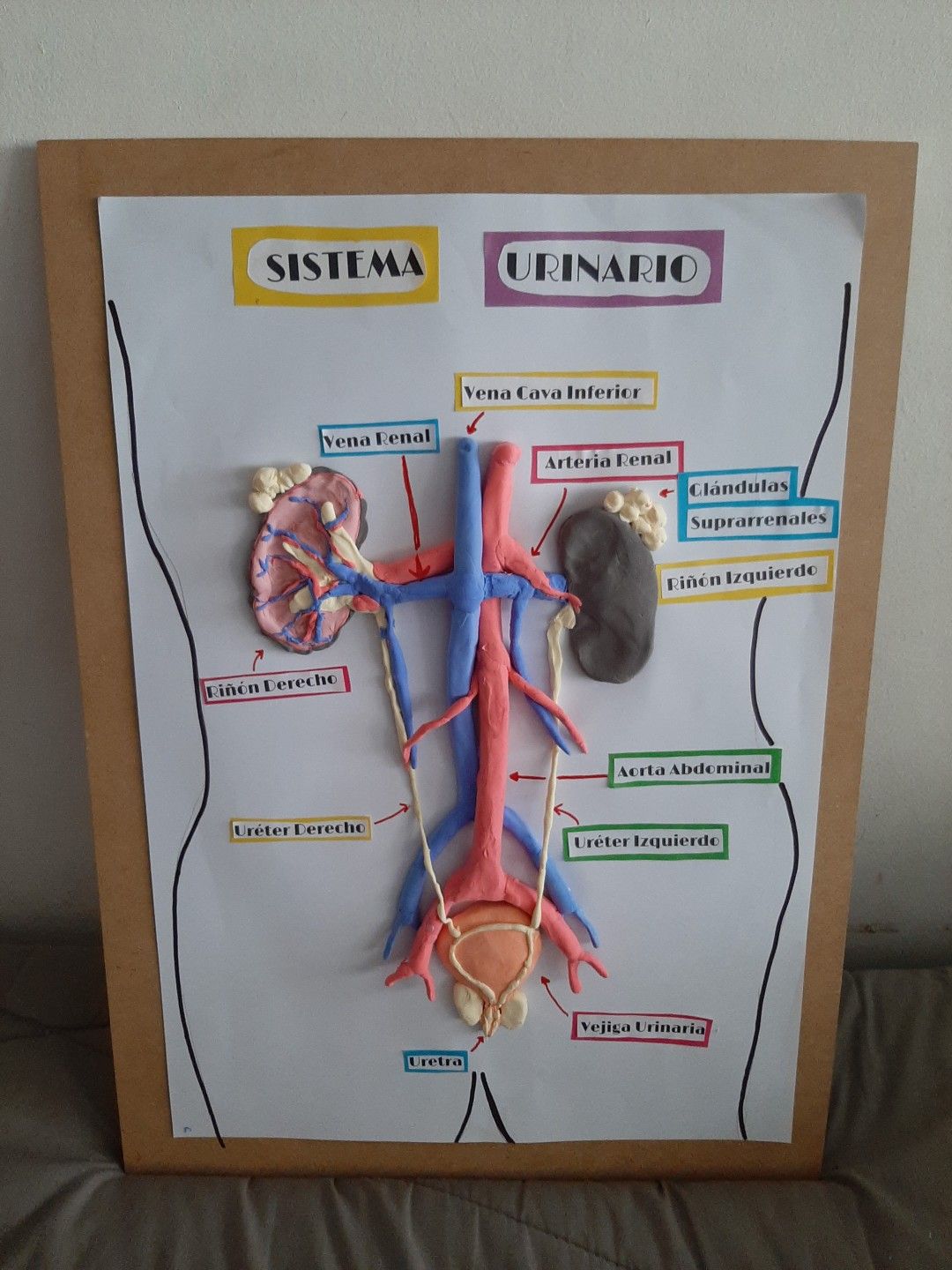 Maqueta Del Sistema Excretor Maquetas Peruanas